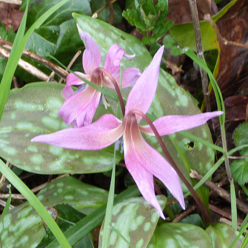 Dent de chien Erythronium dens-canis Famille : Liliaceae RandosCartes ...