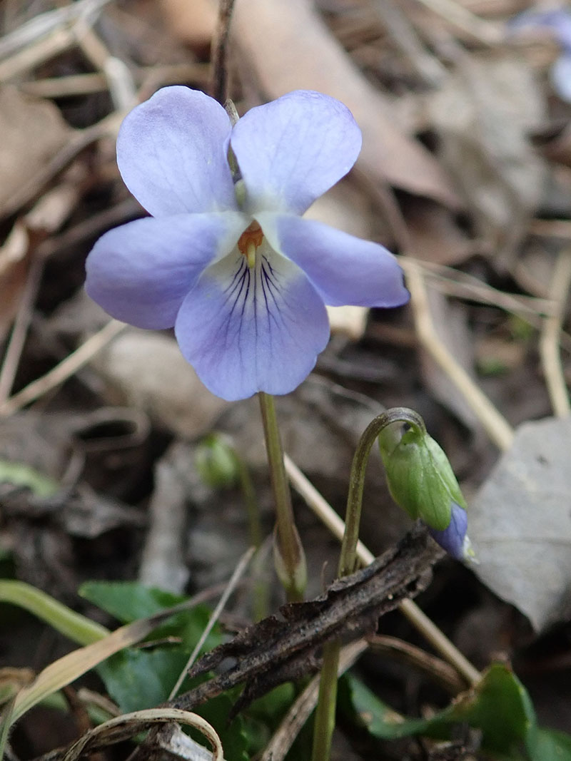 Violette suave Viola suavis Famille : Violaceae RandosCartes Saint-Jurs
